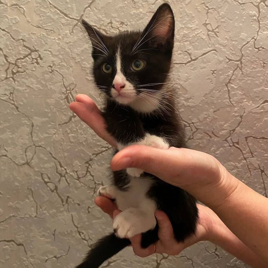 Котёнок в добрые руки