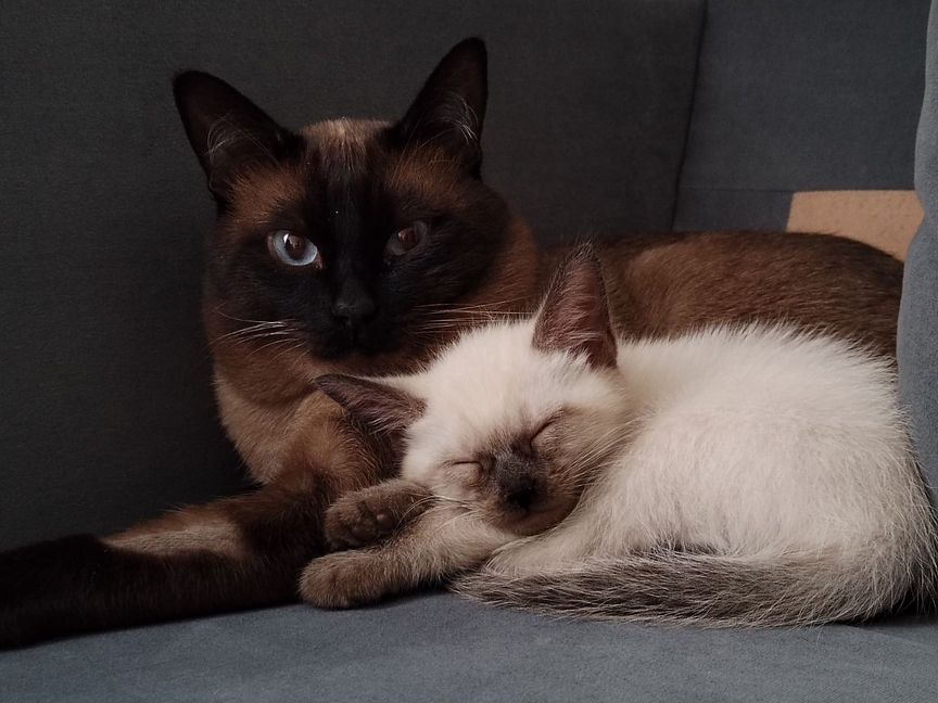 Тайские котята