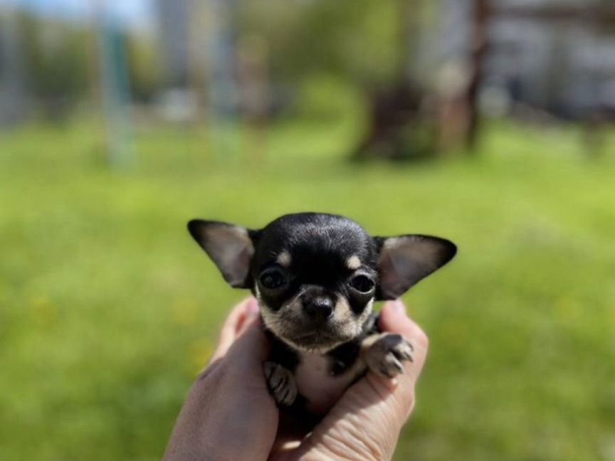 Щенки чихуахуа мини