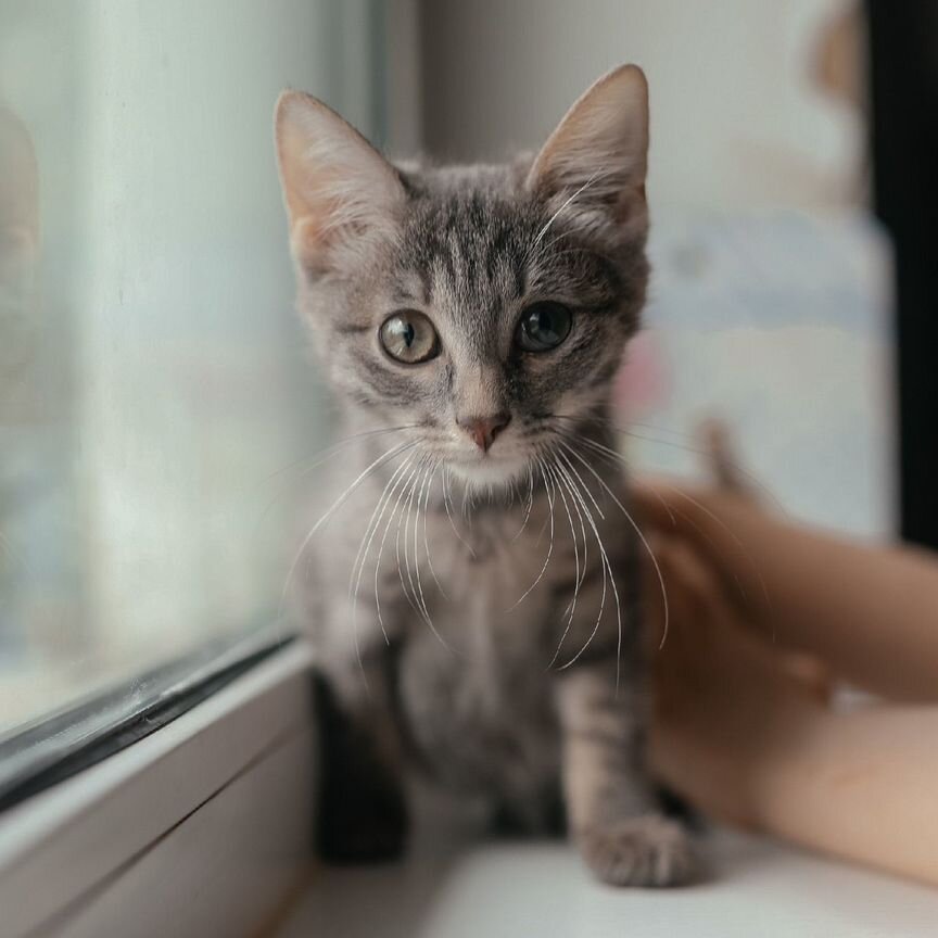 Котенок Адель ищет дом