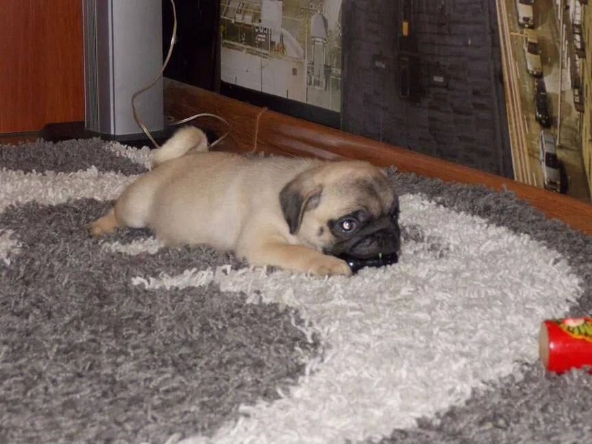 Щенки Мопса