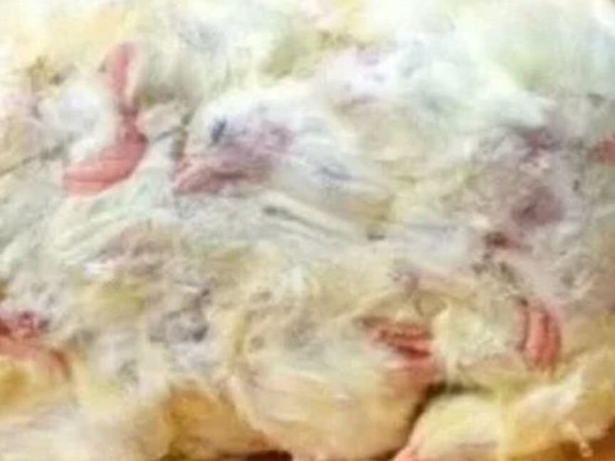 Цыплята чуточные на корм, Заморозка