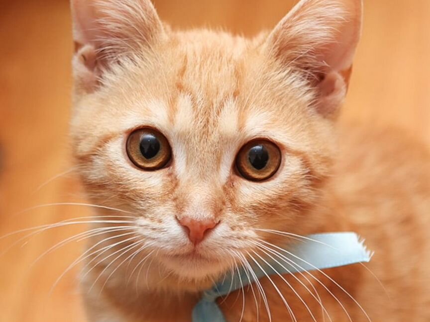 Котёнок Марк в добрые руки