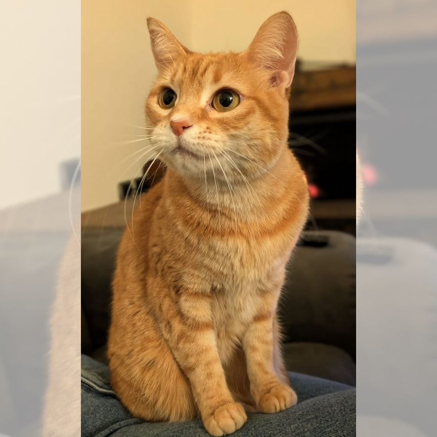 Взрослая кошка в добрые руки