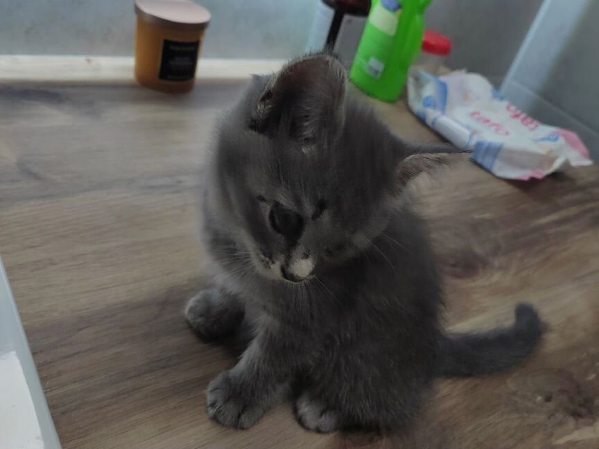 Котëнок отдам