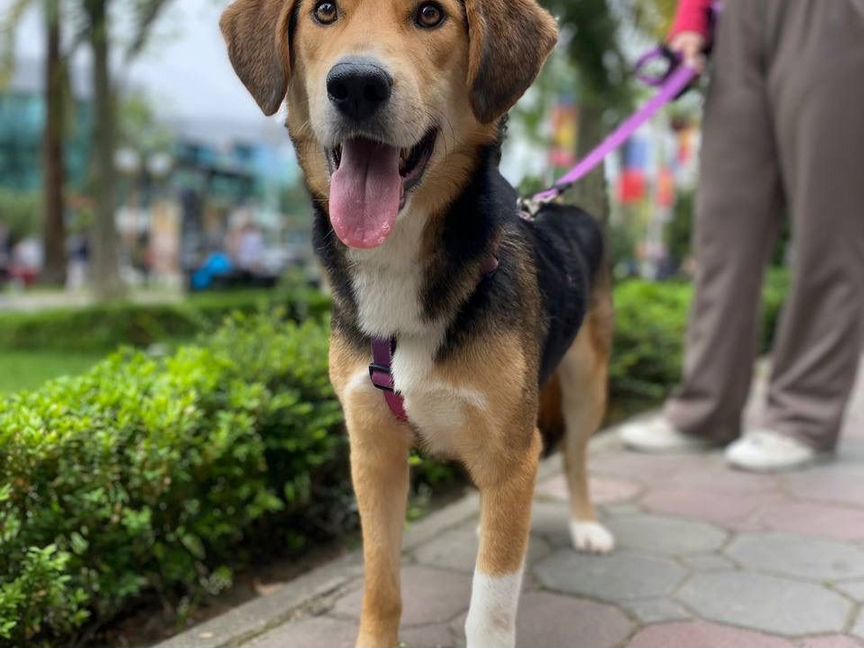 Друг детей семейная собака в добрые руки ищет дом