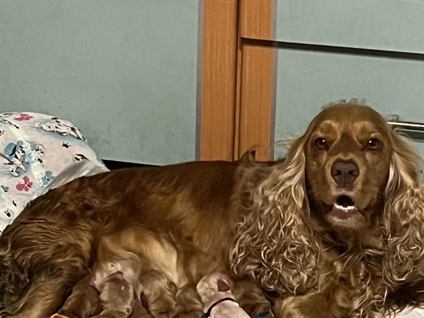 Щенки Английского кокер спаниеля