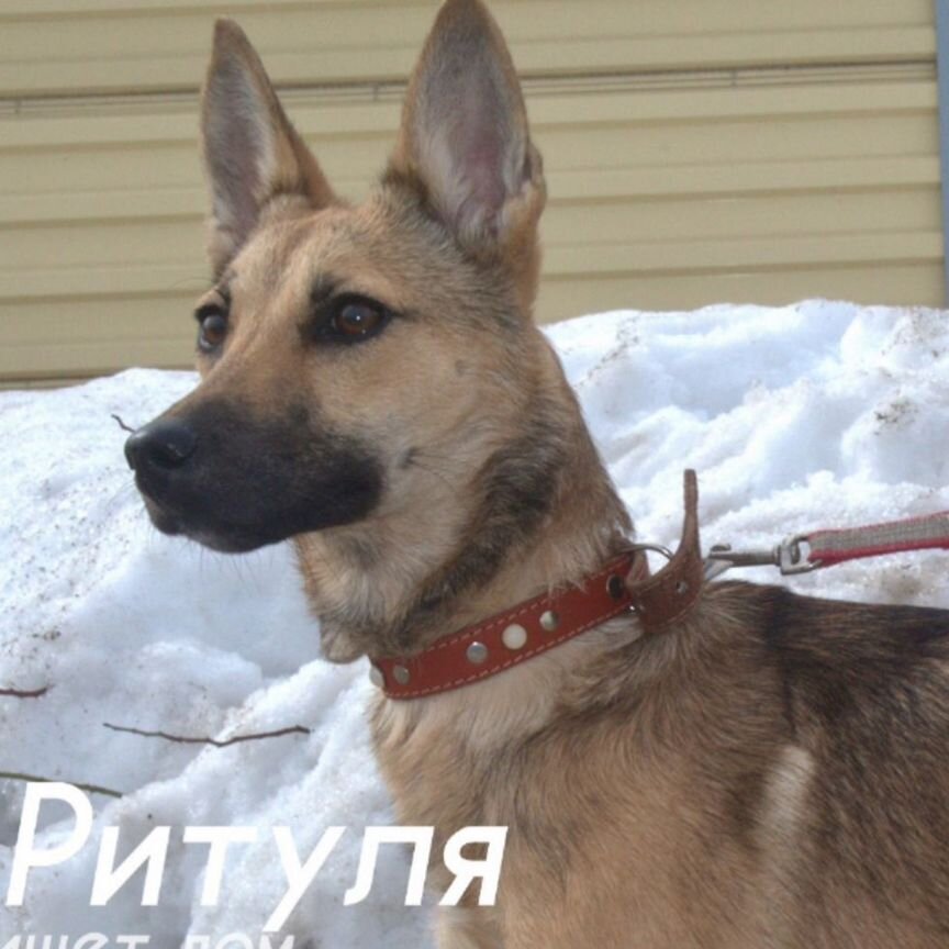 Щенок в добрые руки