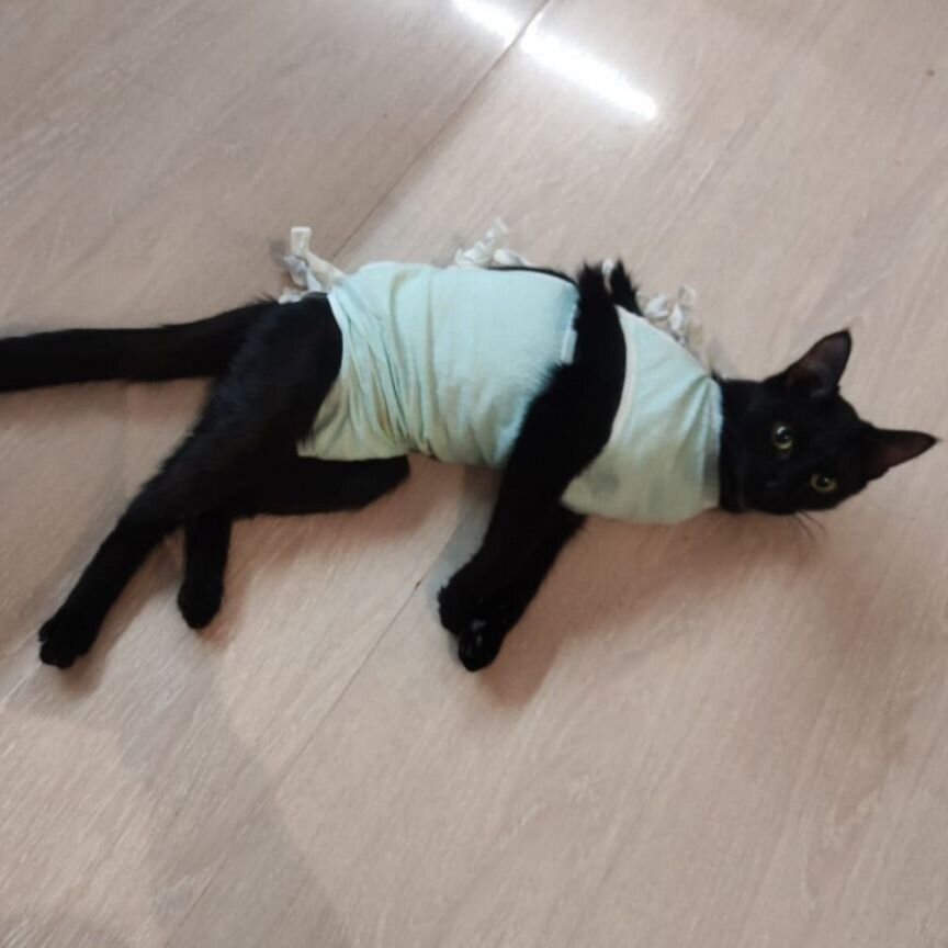 Кошечка Майя ищет дом