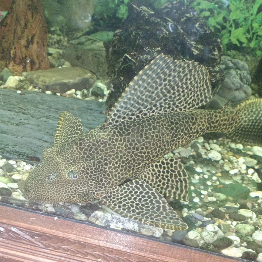 Приму жить Ваших рыбок