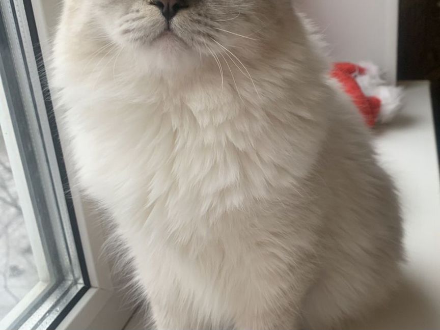 Роскошная Невская Красавица