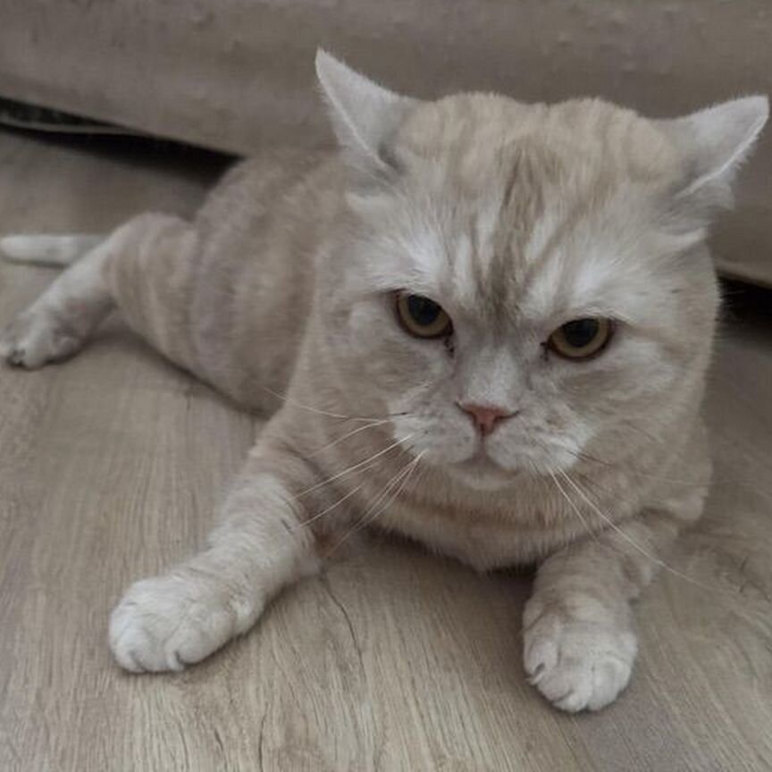 Британский короткошёрстный, взрослый кот