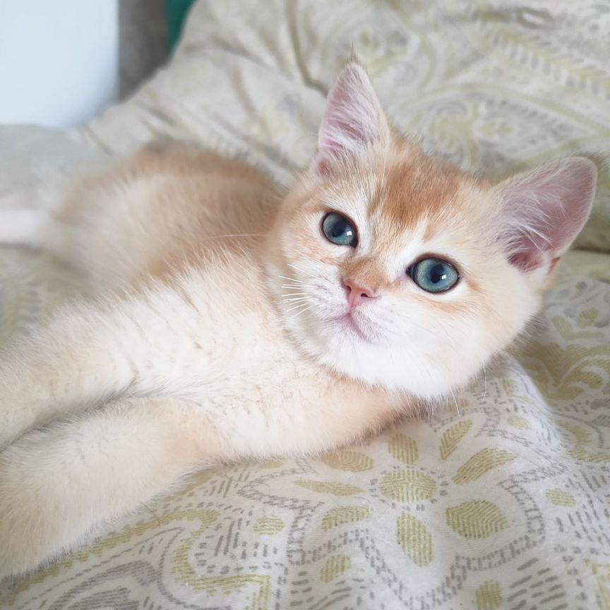 Девочка золотой шиншиллы