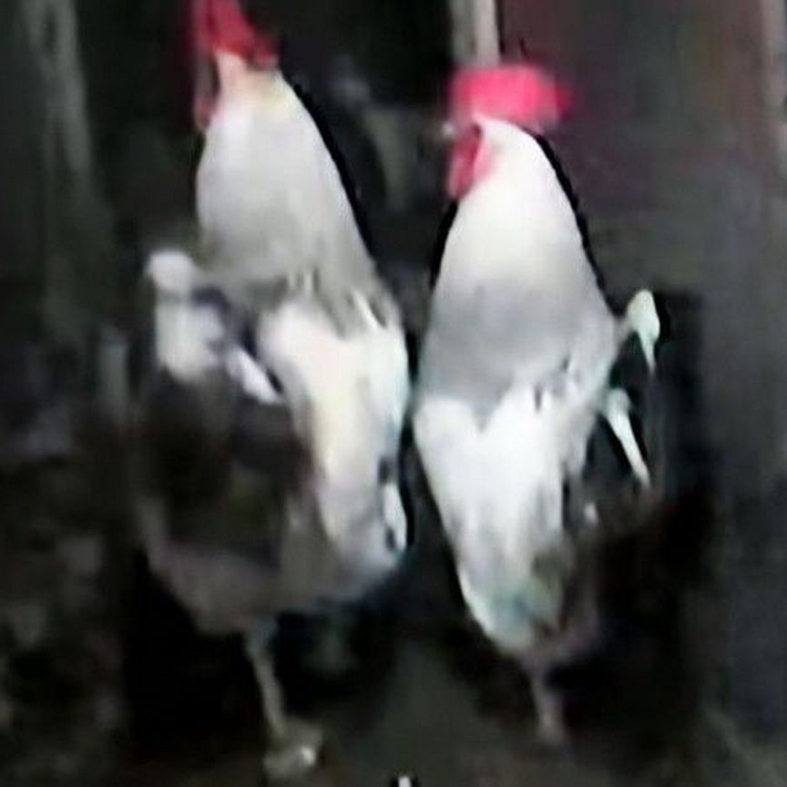 Бройлер Петухи