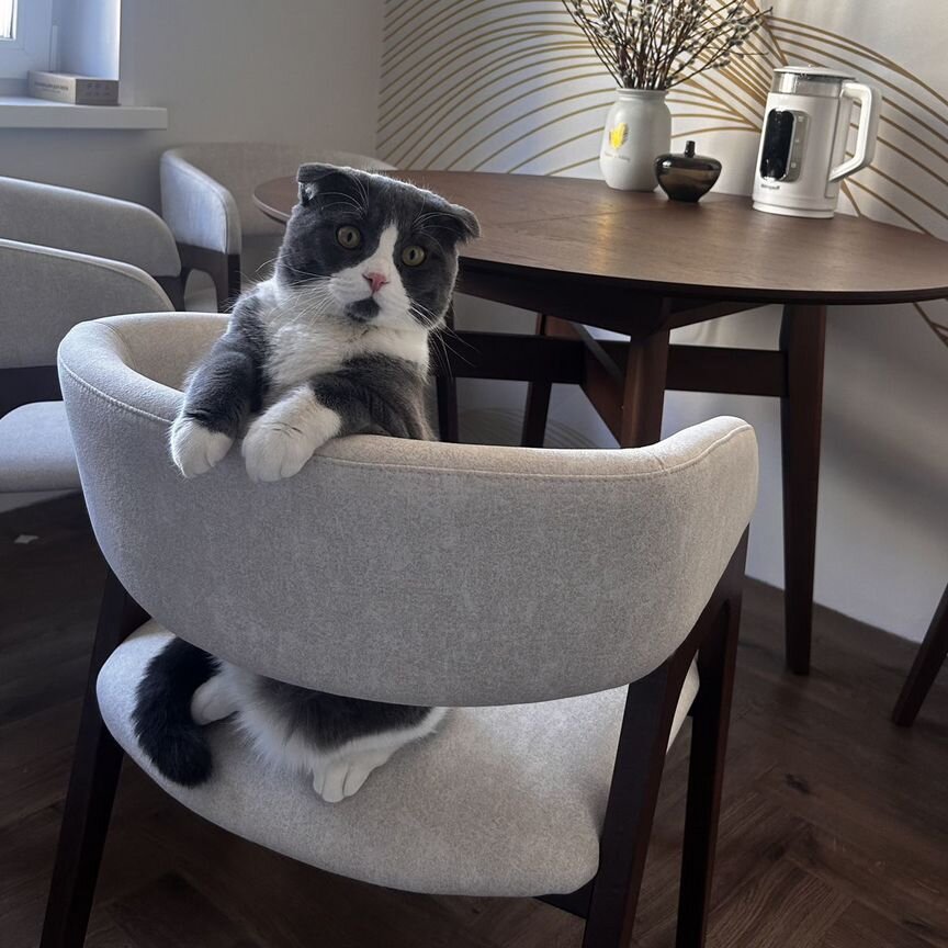 Шотландский вислоухий короткошёрстный котёнок