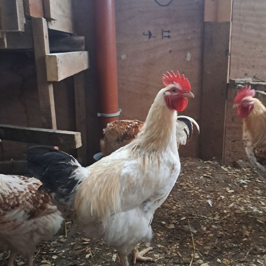 Молодые петухи домашние 5 месяцев