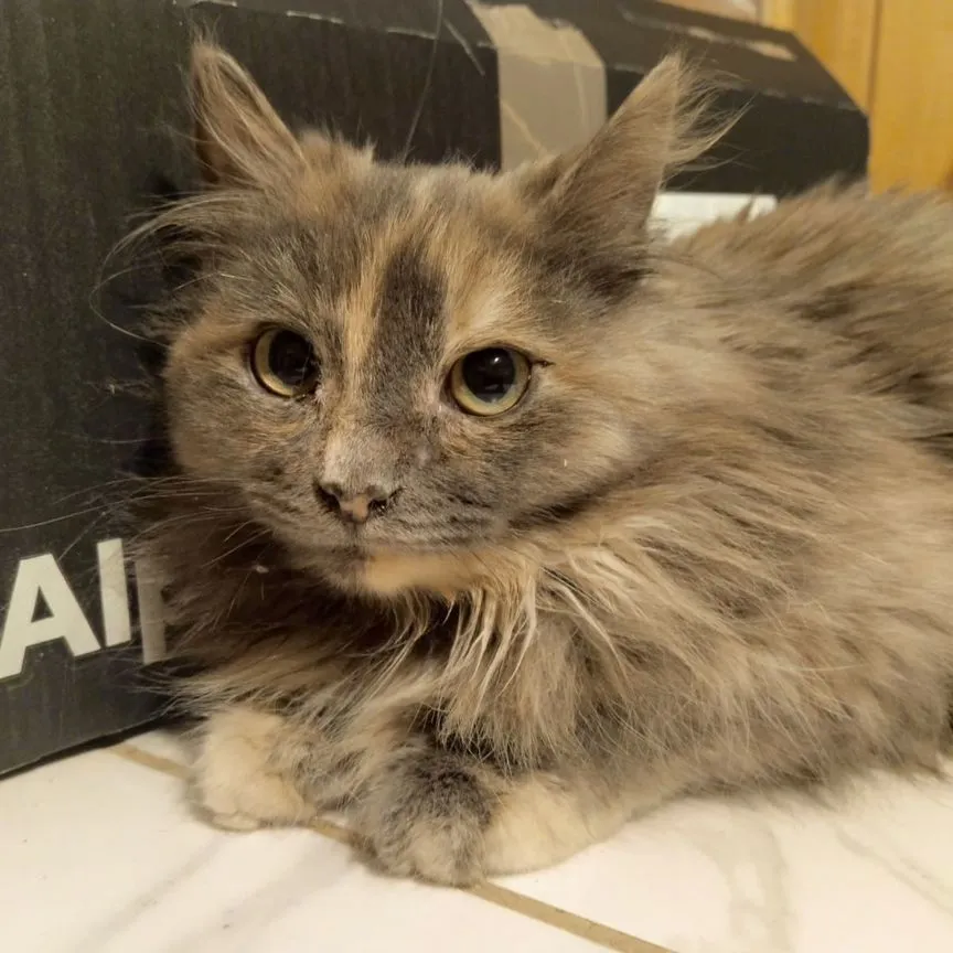 Бездомные котята