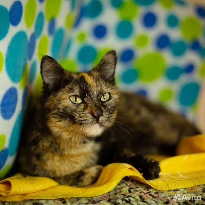 Джеси ищет маму