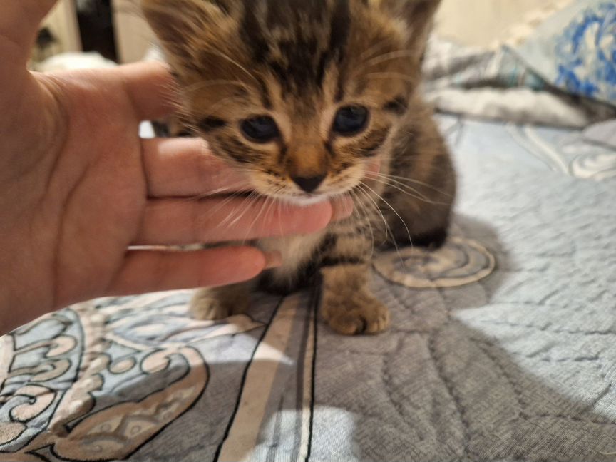 Котята отдам в добрые руки бесплатно