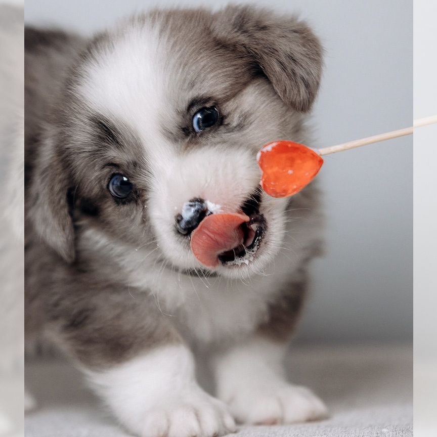 Вельш Корги Кардиган, щенок