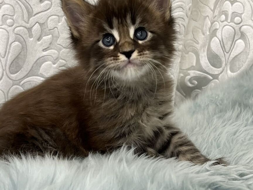 Котята мейнкун