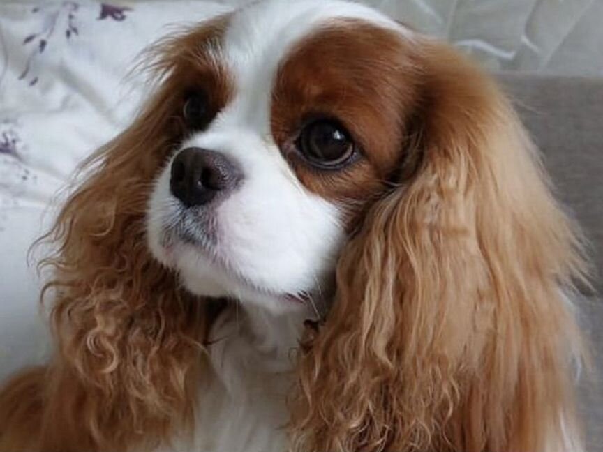 Кинг чарльз спаниель