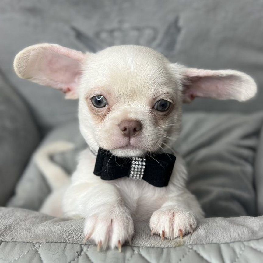 Щенки чихуахуа большой выбор окрасов