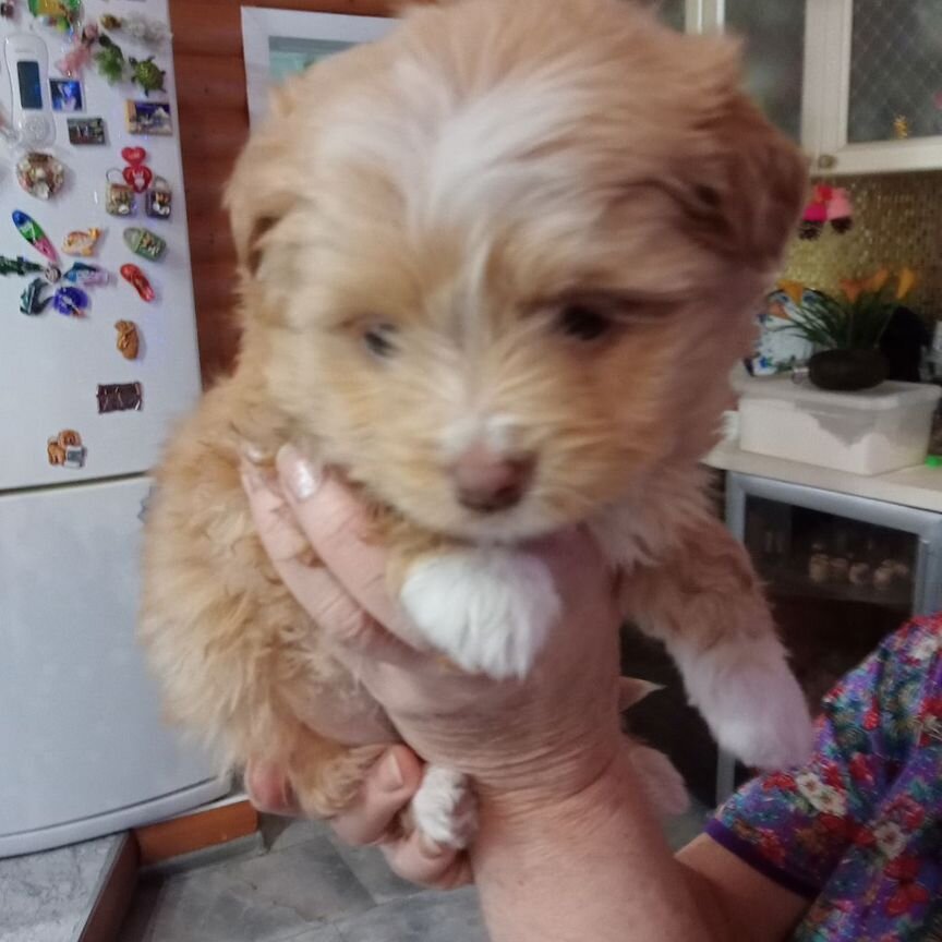 Мальтийская болонка мини