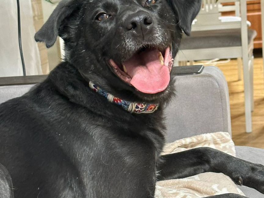 Собака черная красавица