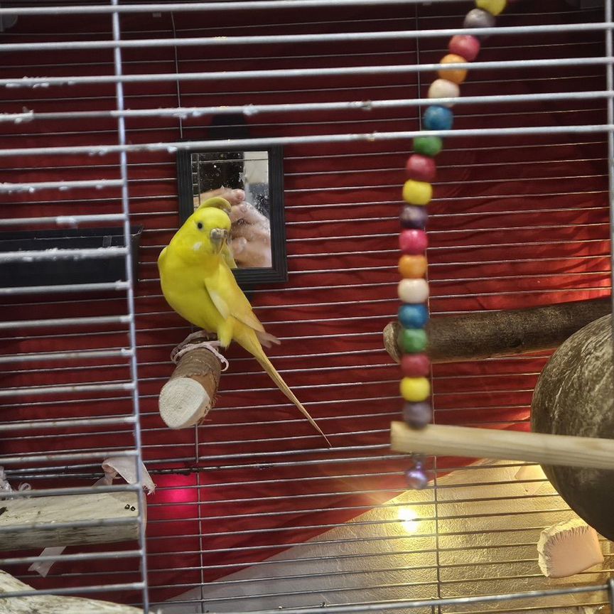 Волнистый попугай