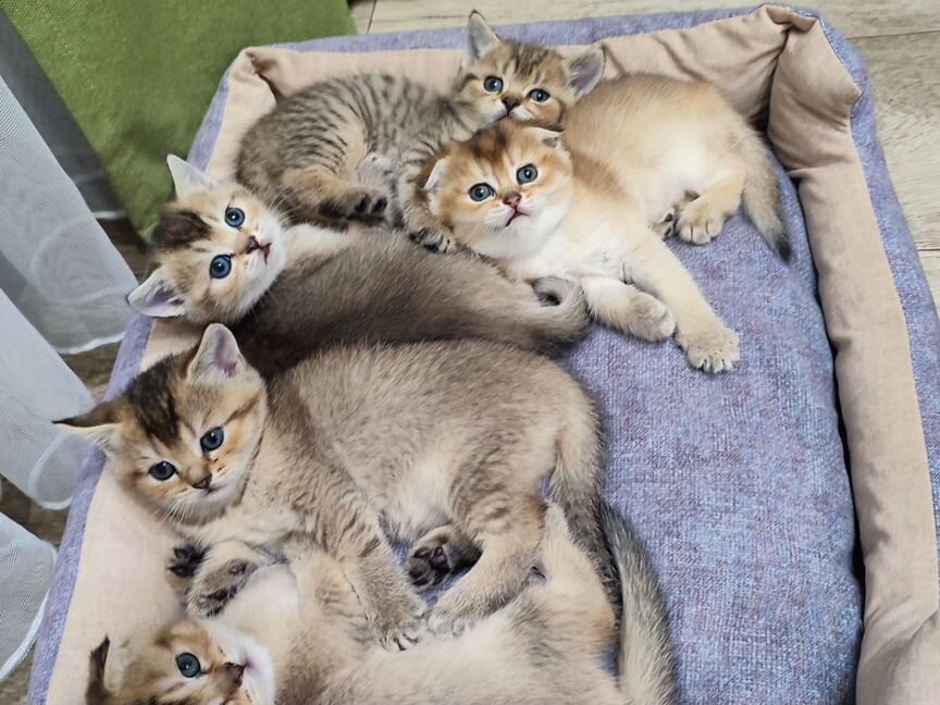 Шотландские прямоухие, вислоухие котята