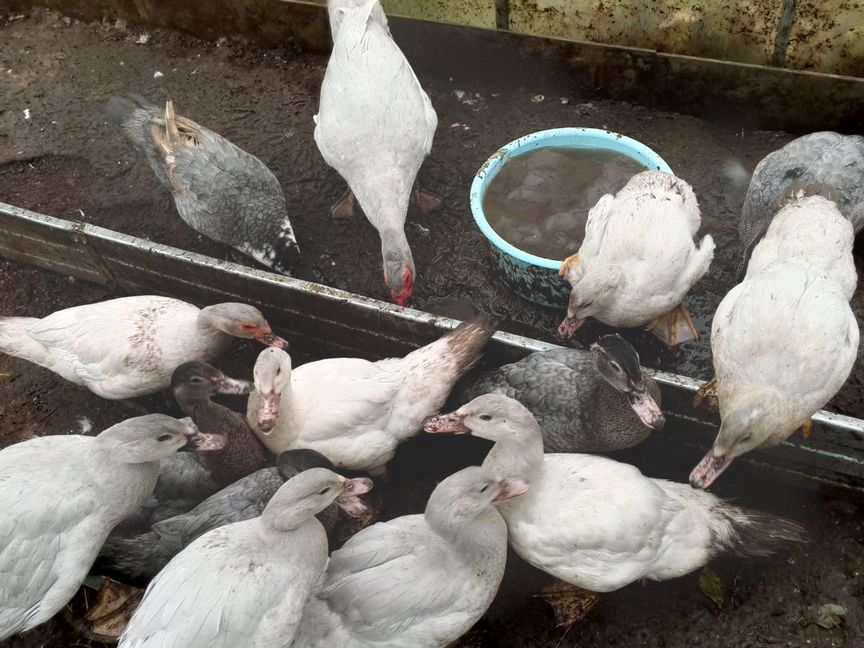 Инкубационное яйцо индоутки