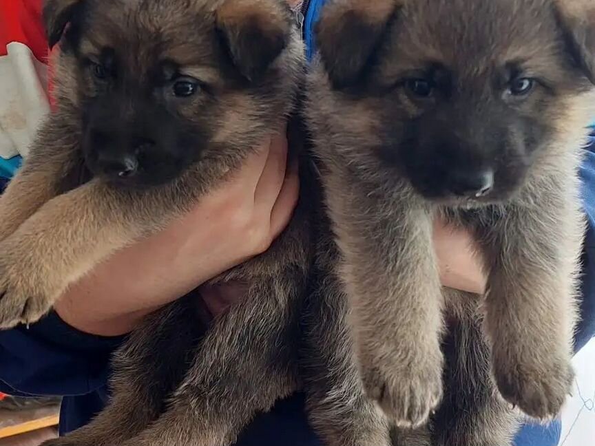Щенки немецкой овчарки