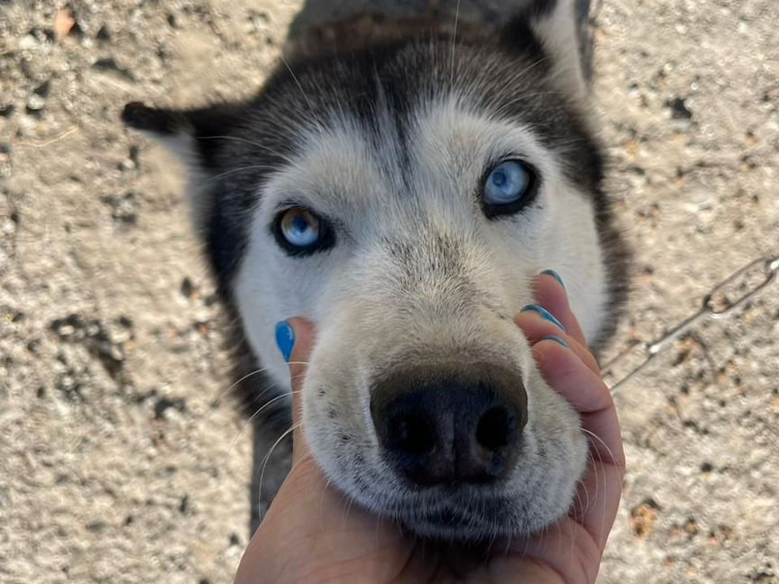 Девочка, ищет дом
