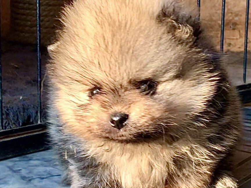 Шпиц щеночки