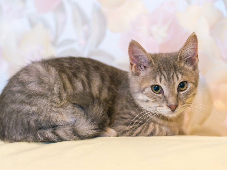 Кошки в добрые руки