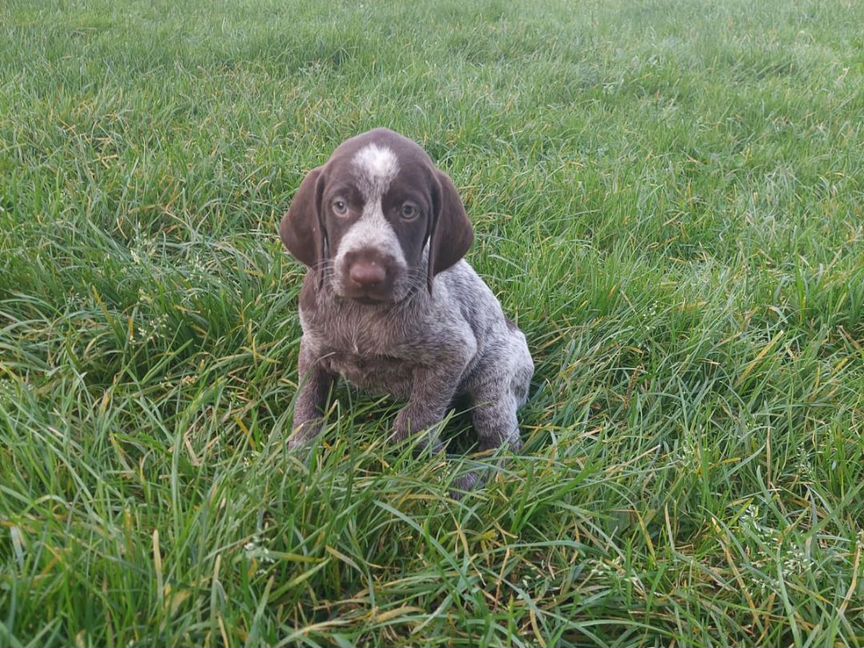 Щенки дратхаара