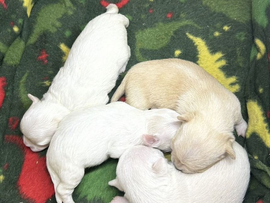 Щенки чихуахуа мини