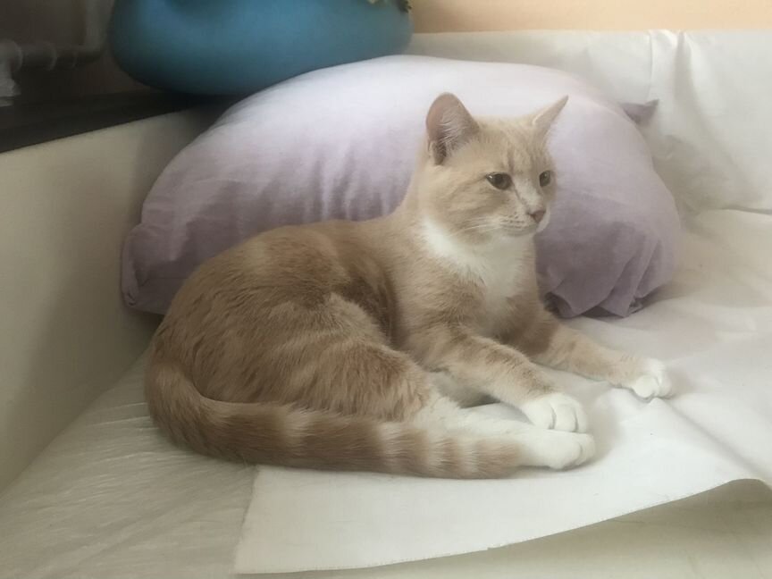 Нежный Персик