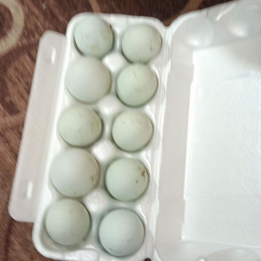 Яйца черной курицы, инкубационные