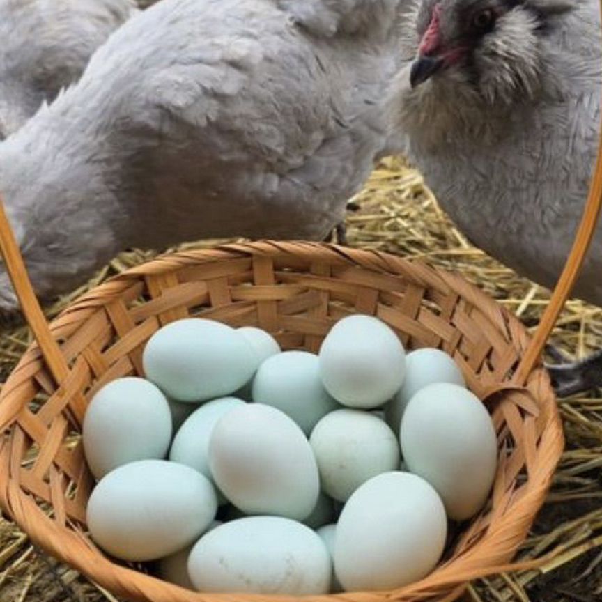 Инкубационное яйцо Амераукана