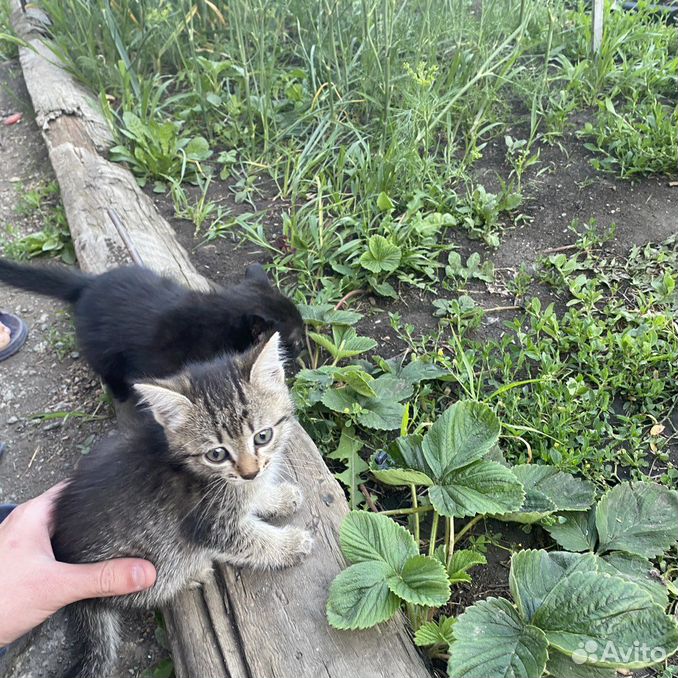 Котята мощные