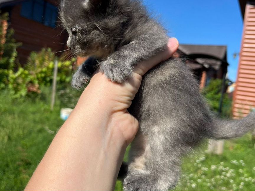 SOS Котяток бросили в лесу. Нужен дом
