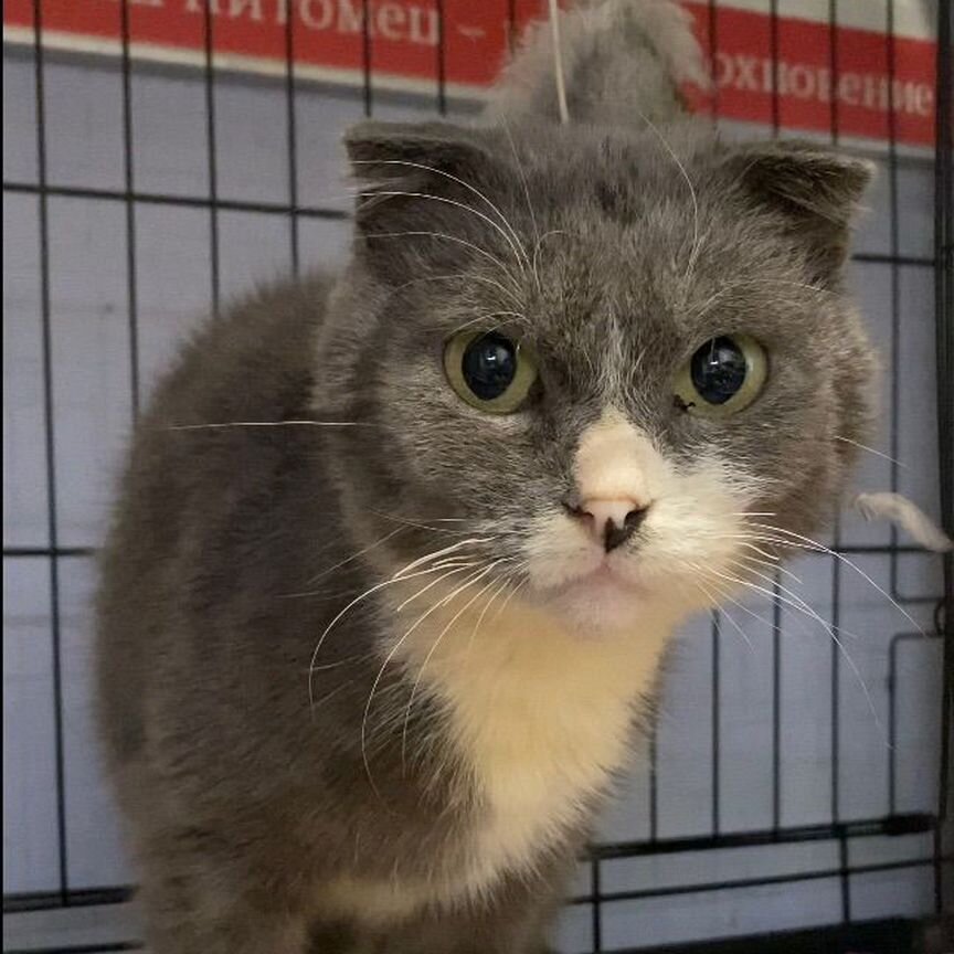 Вислоухая кошка ищет дом