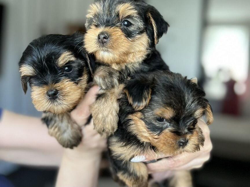 Йоркширский терьер щенки