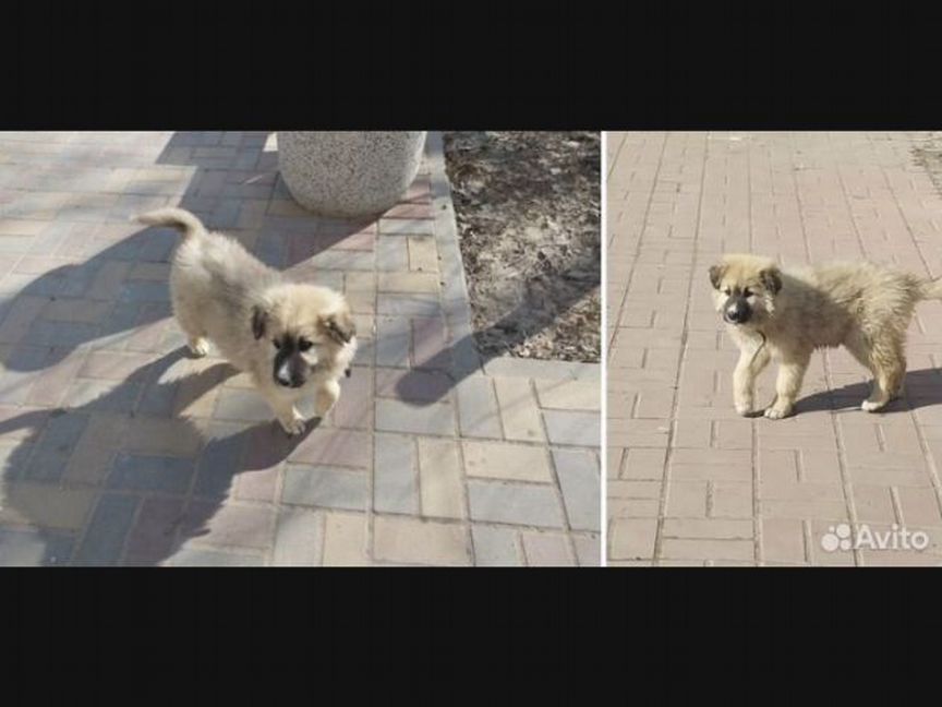Потерялся щенок