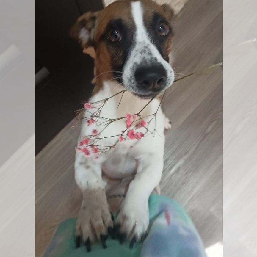 Ищем девочку для случки, мальчику 2,5 года