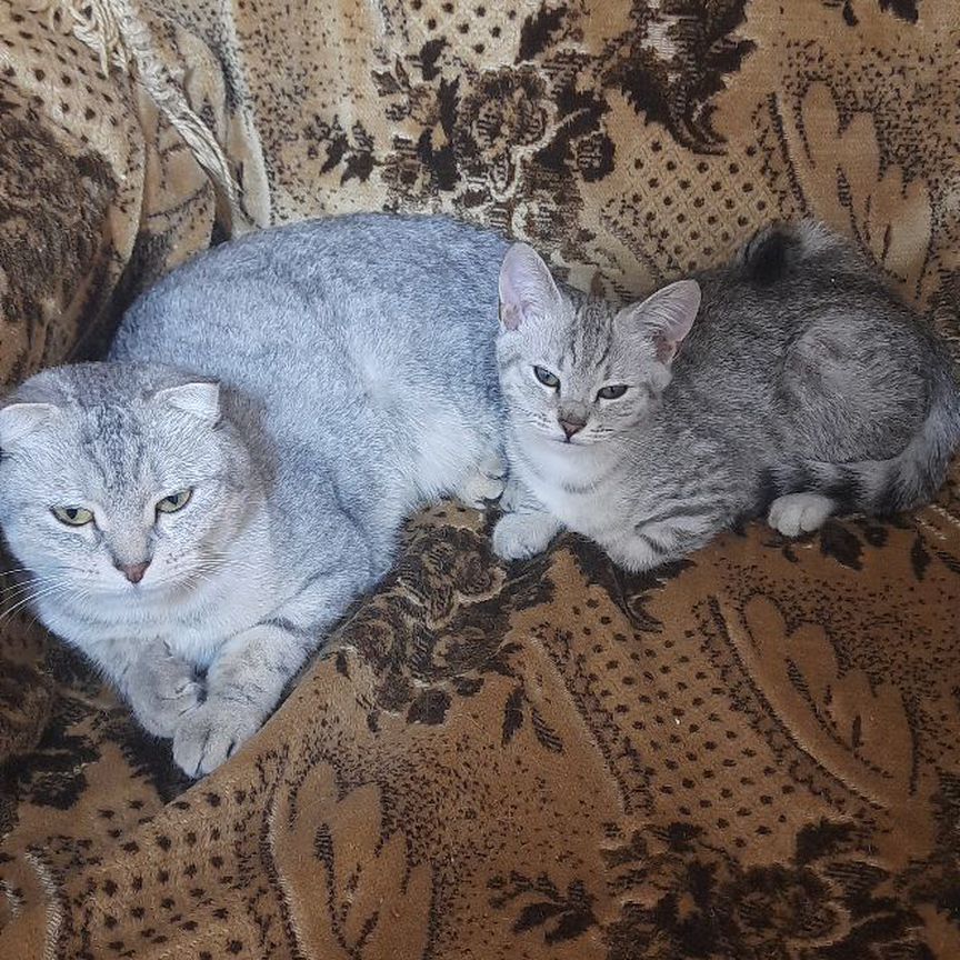 Вислоухая кошка и котенок