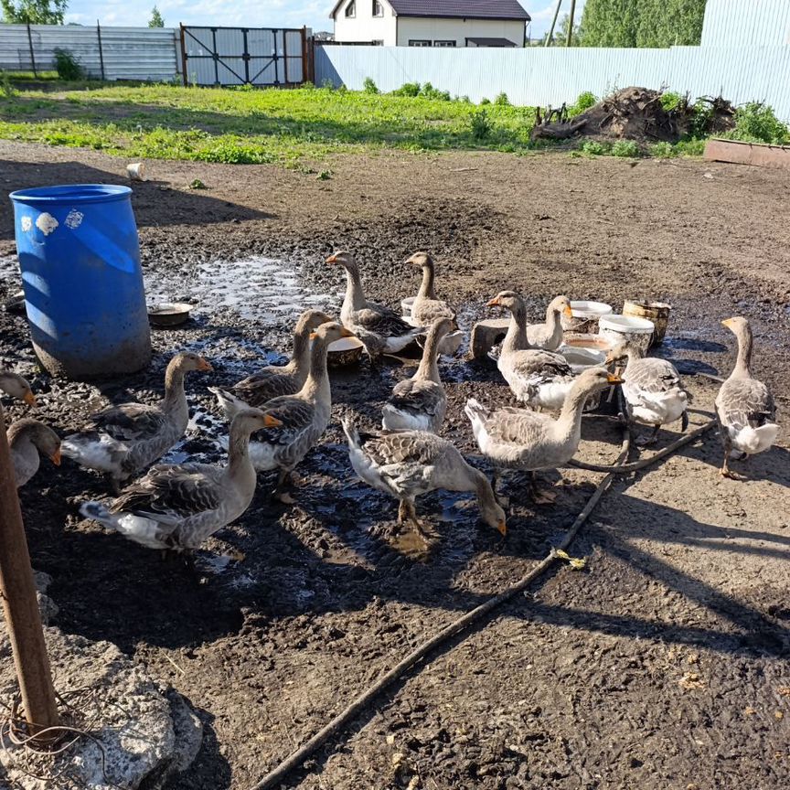 Продам гусы
