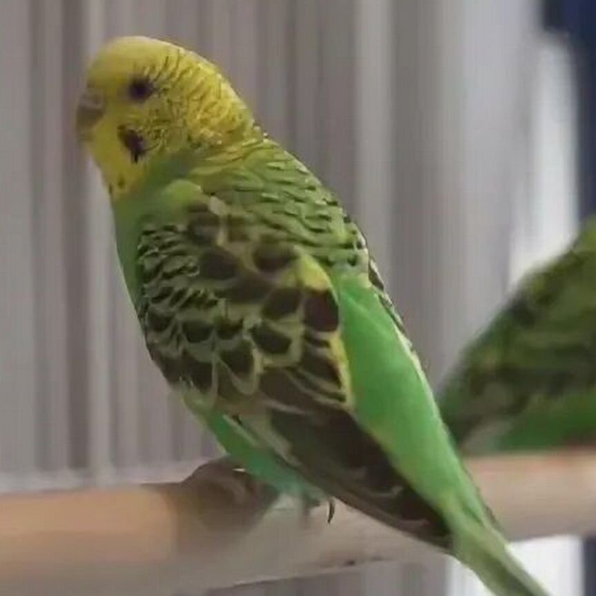 Птенцы волнистый попугай